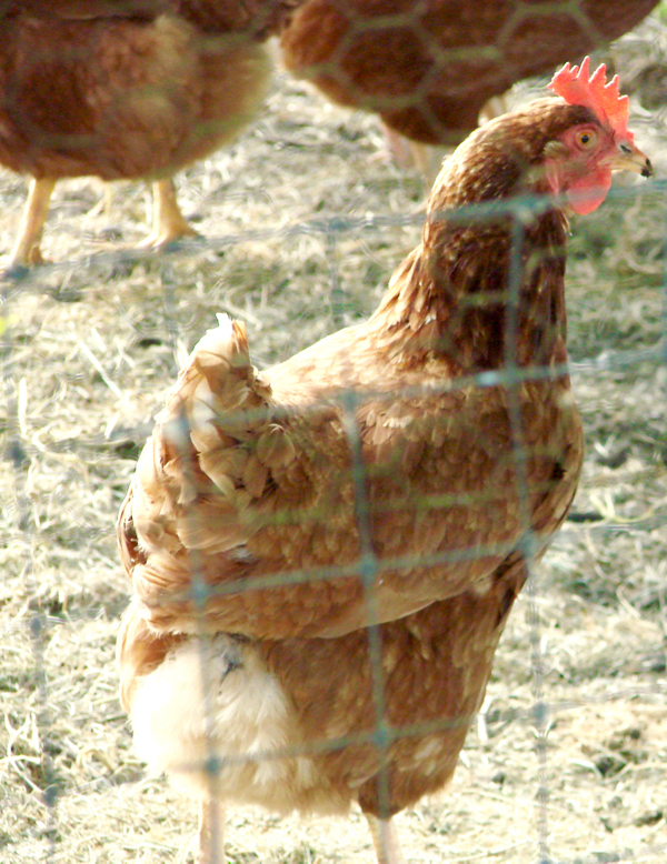 50 Backyard Chickens For Beginners Tips Raising Chickens At Home